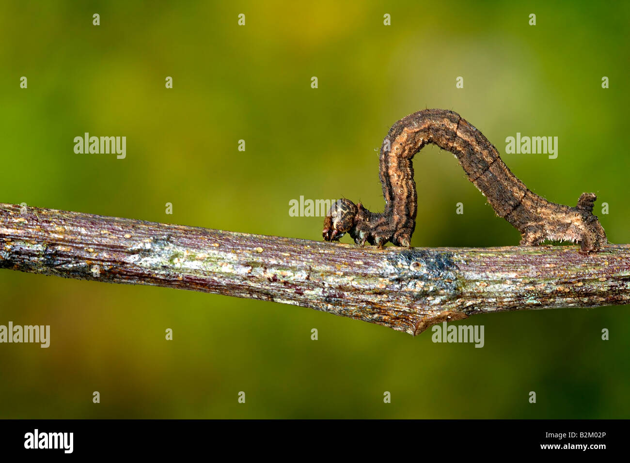 caterpillar, acherontia, larva, atropos, animal, butterfly, insect ...