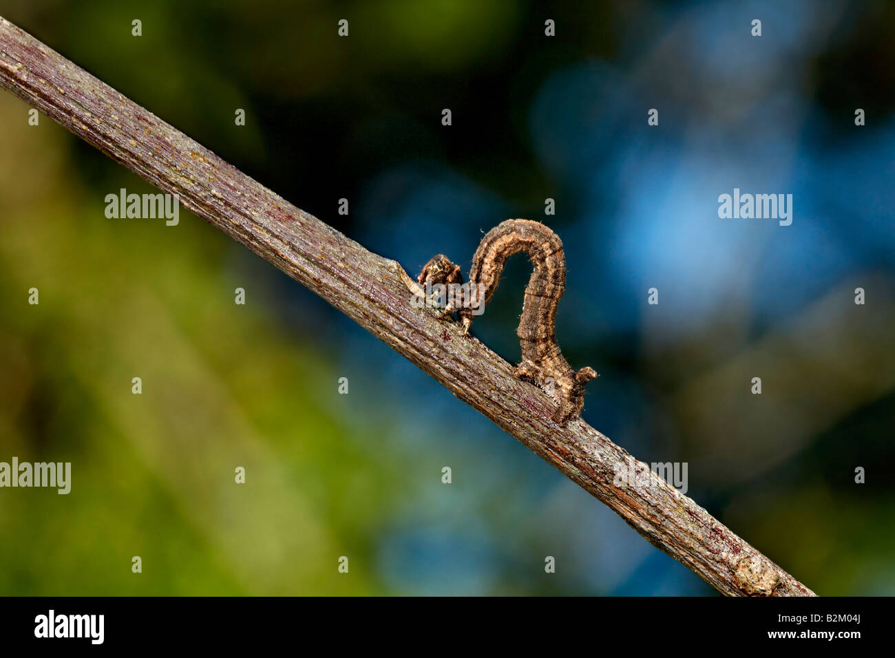 caterpillar, acherontia, larva, atropos, animal, butterfly, insect ...