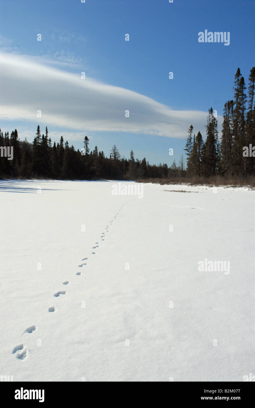 Fresh fox tracks in new snowfall on the Popular River Lutsen Minnesota ...