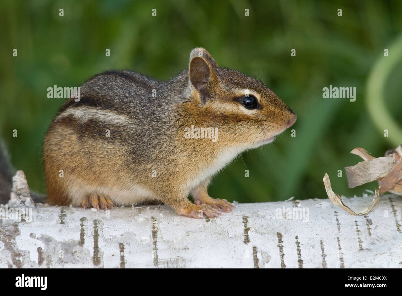 Fat cheeks stuffed hi-res stock photography and images - Alamy