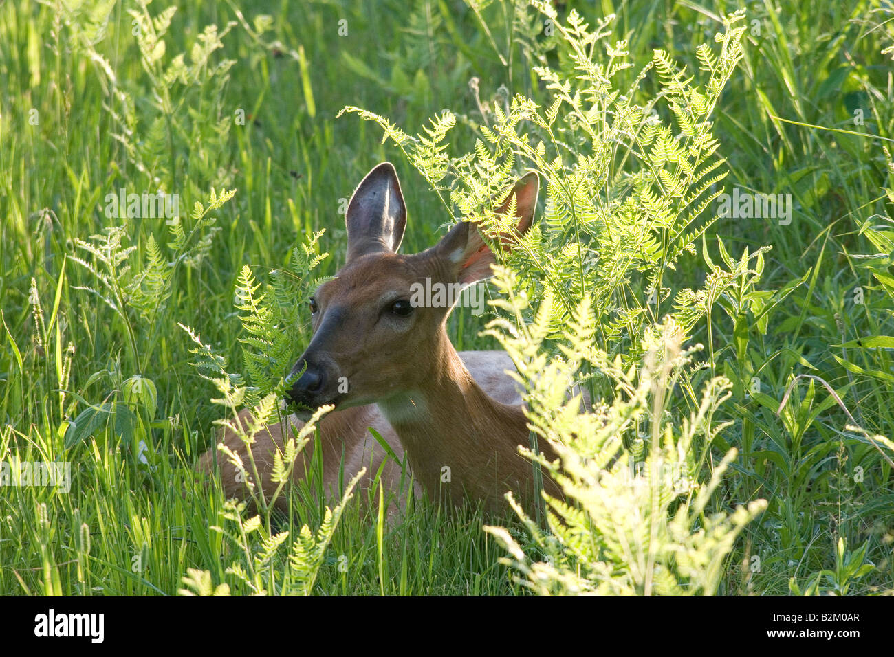 Doe whitetail deer hi-res stock photography and images - Alamy