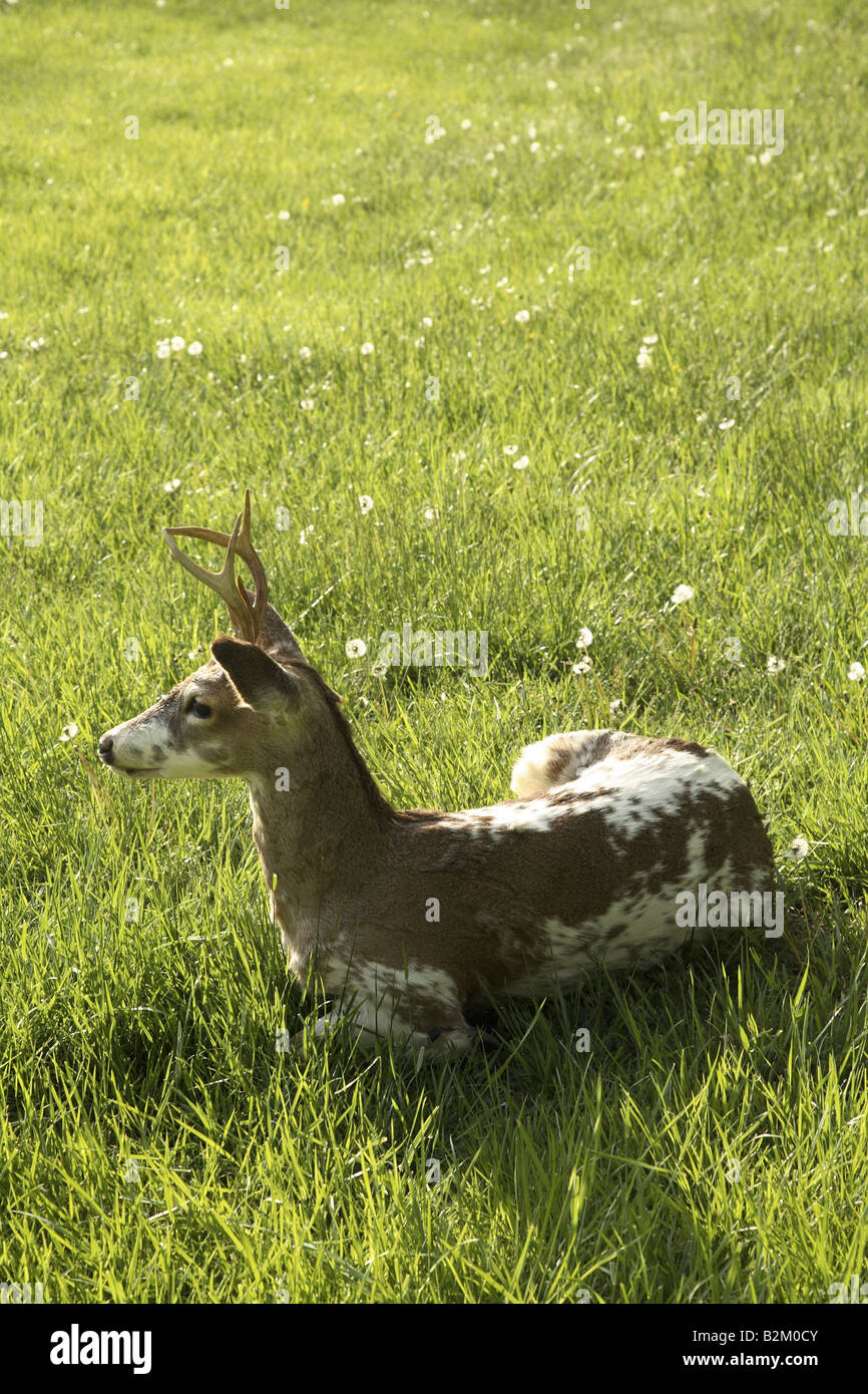 deer in grass Stock Photo - Alamy