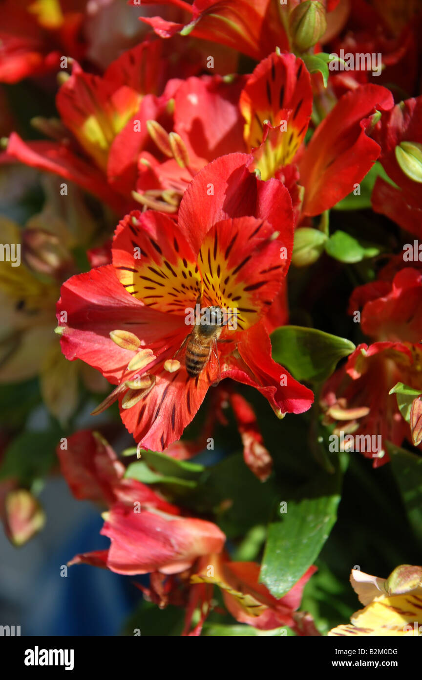 A bee searches for nectar inside a colorful flower at Cuenca's flower ...