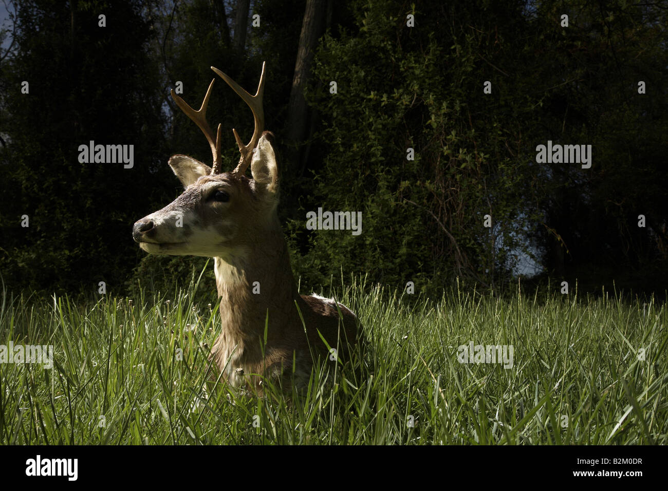 deer in grass Stock Photo - Alamy