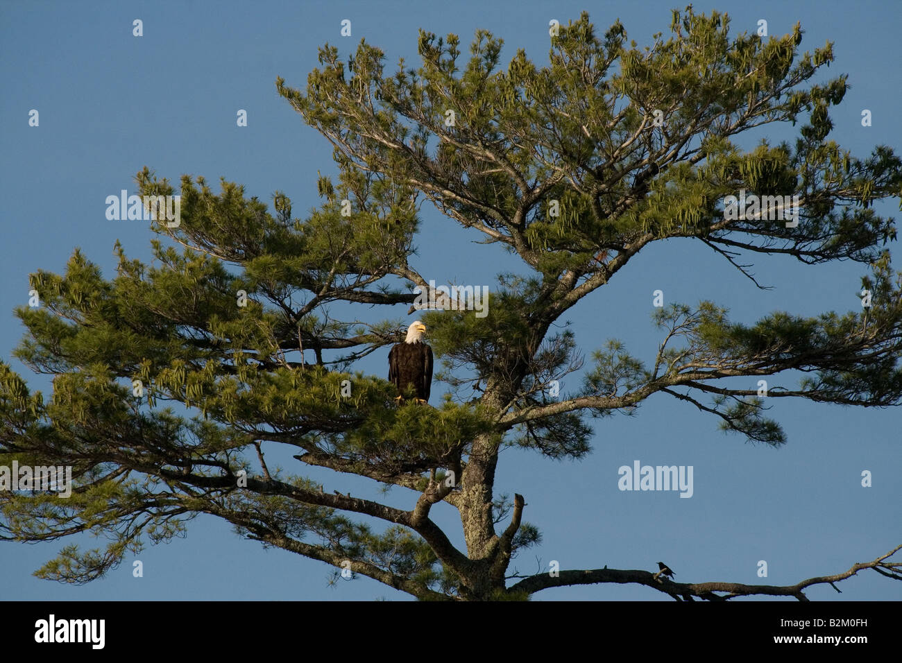Bald eagle in white pine Stock Photo - Alamy Bald eagle in white pine Stock Photo - Alamy