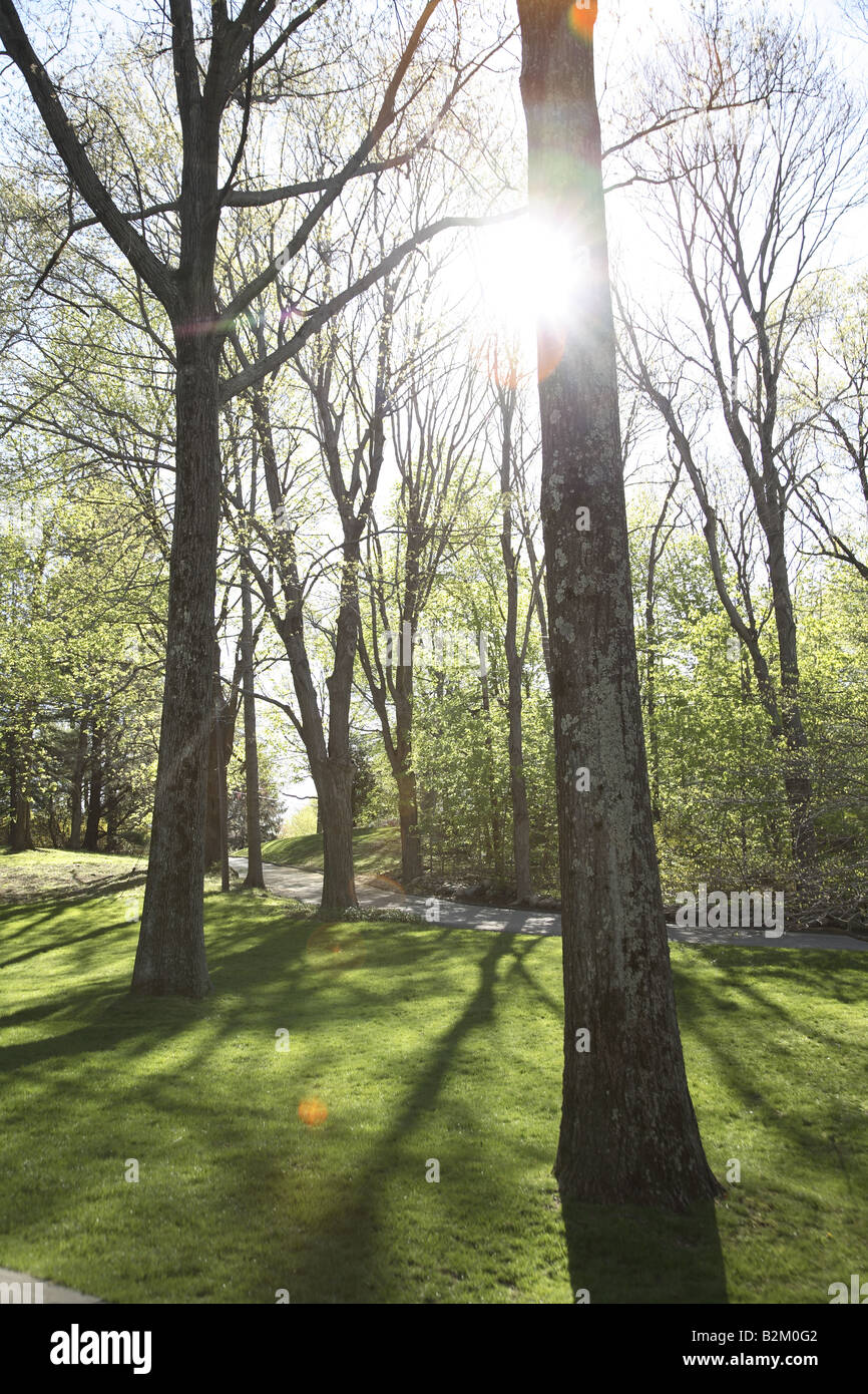 trees with sun flare Stock Photo - Alamy