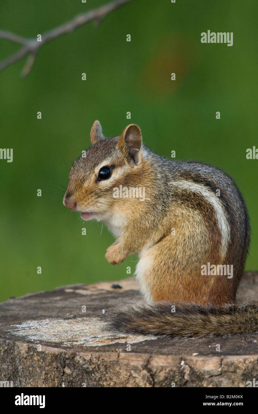 Chubby checks hi-res stock photography and images - Alamy