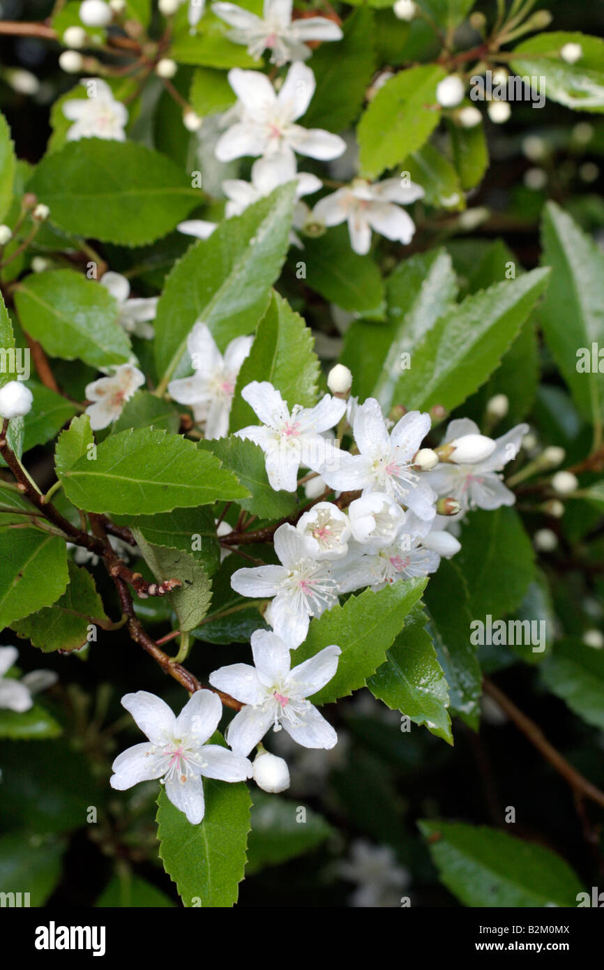 Hoheria hi-res stock photography and images - Alamy