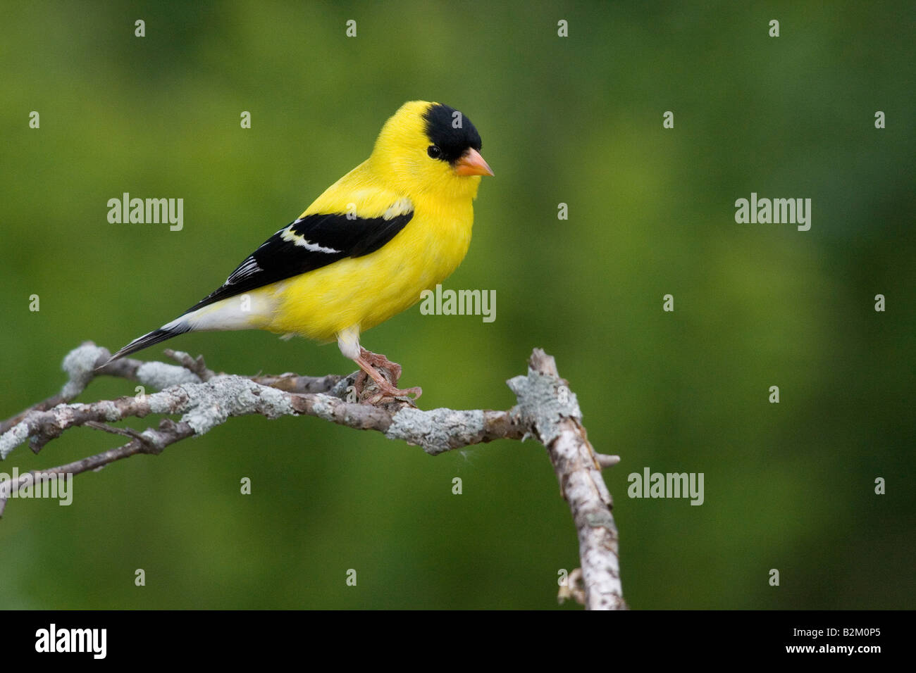 American goldfinch male Stock Photo - Alamy