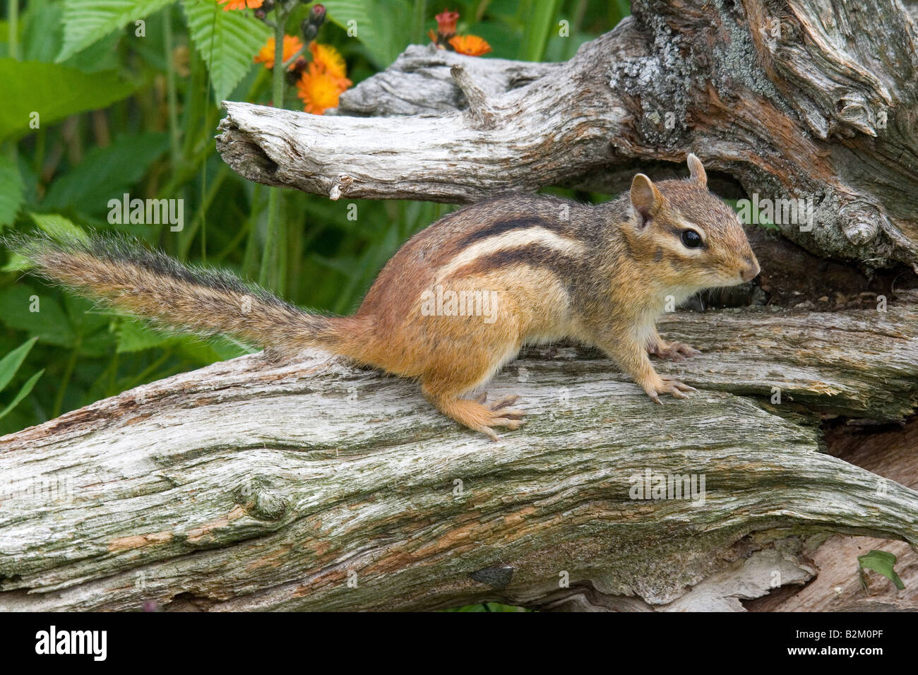 Chipmunk Home