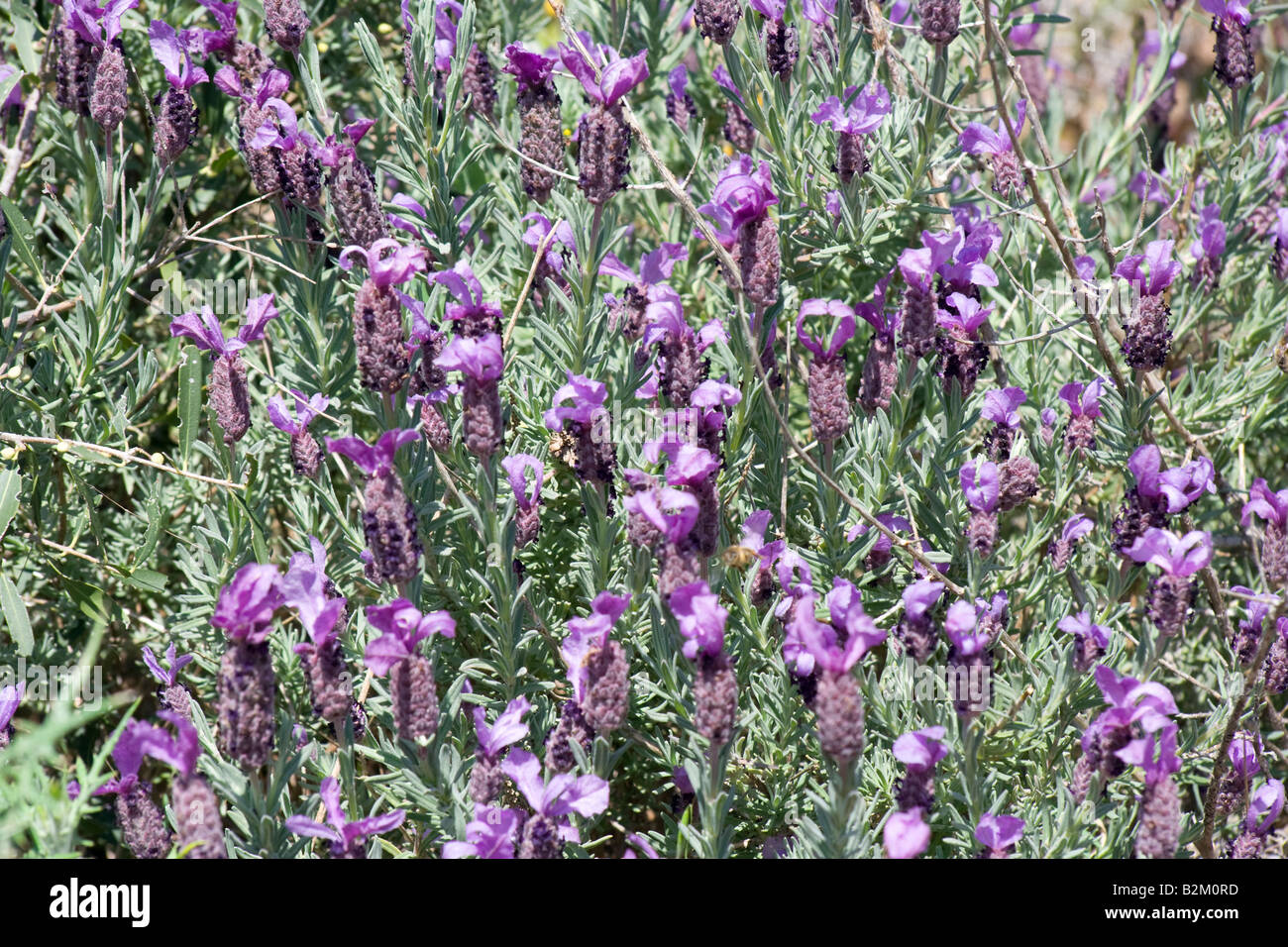 lavender - mediterranean flora Stock Photo - Alamy