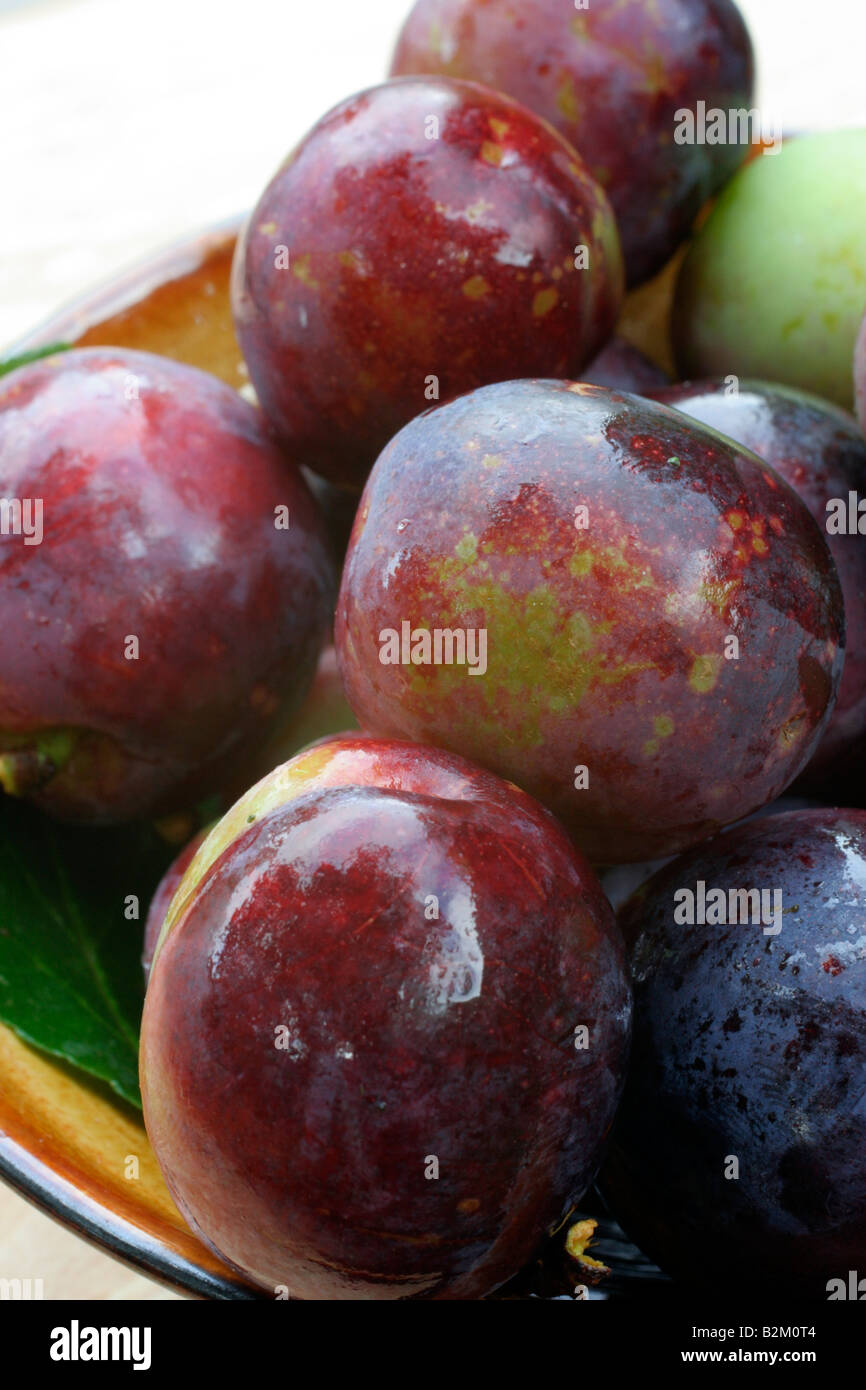 PRUNUS DOMESTICA CZAR AGM EATING PLUM Stock Photo - Alamy