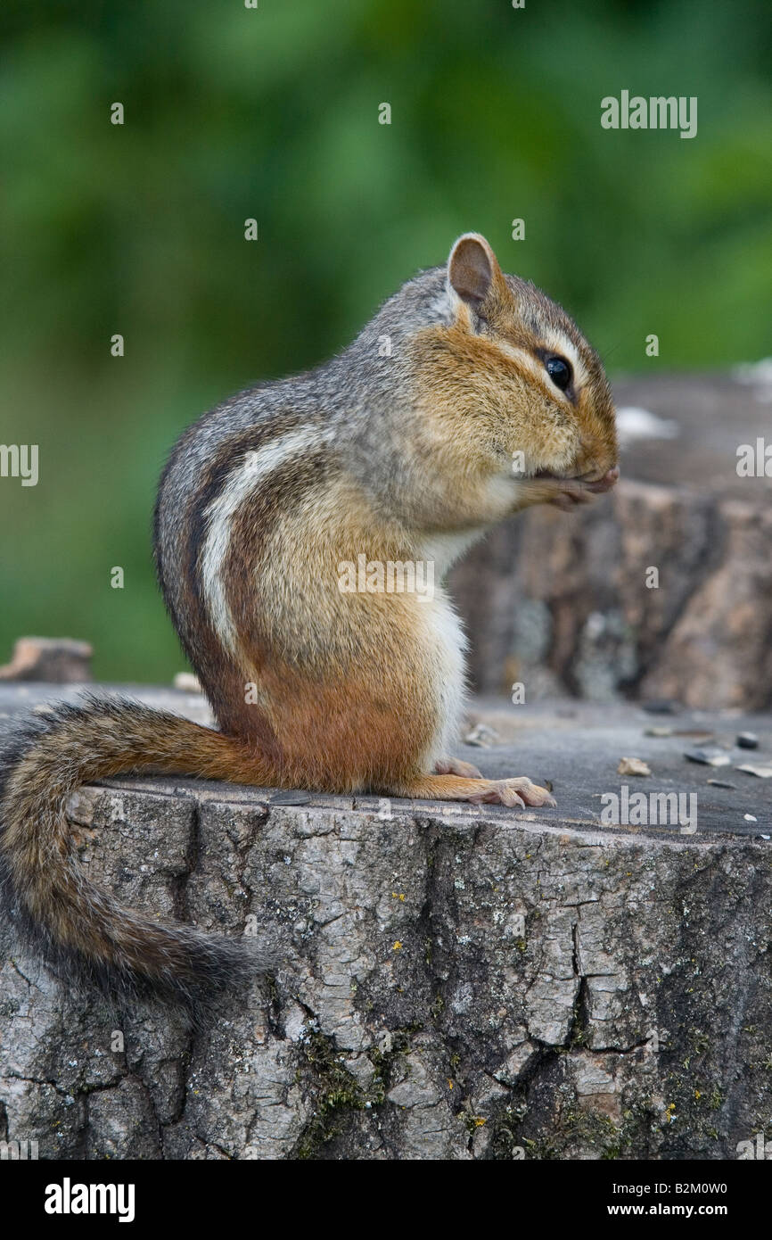 Chipmunk chubby cheeks hi-res stock photography and images - Alamy