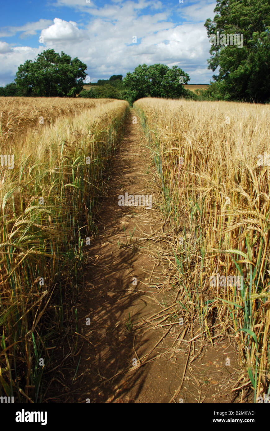 Wheat field, Lincolnshire, England Stock Photo - Alamy
