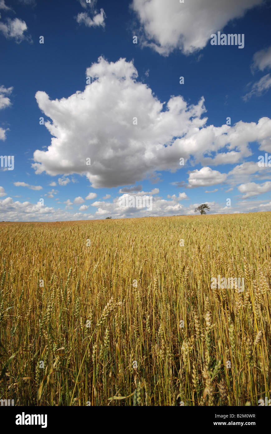 Wheat field, Lincolnshire, England Stock Photo - Alamy