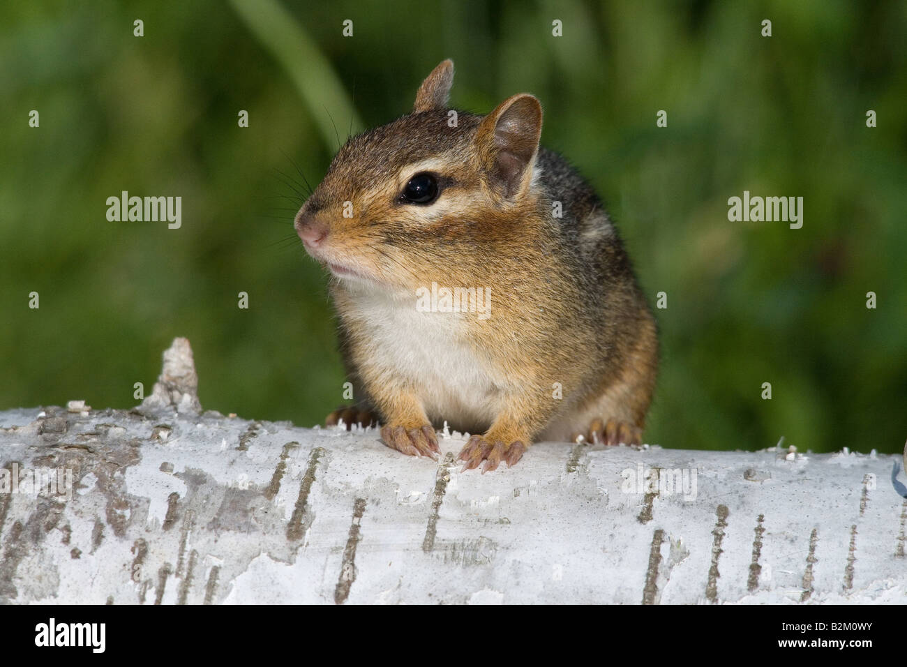 Fat chipmunk hi-res stock photography and images - Alamy