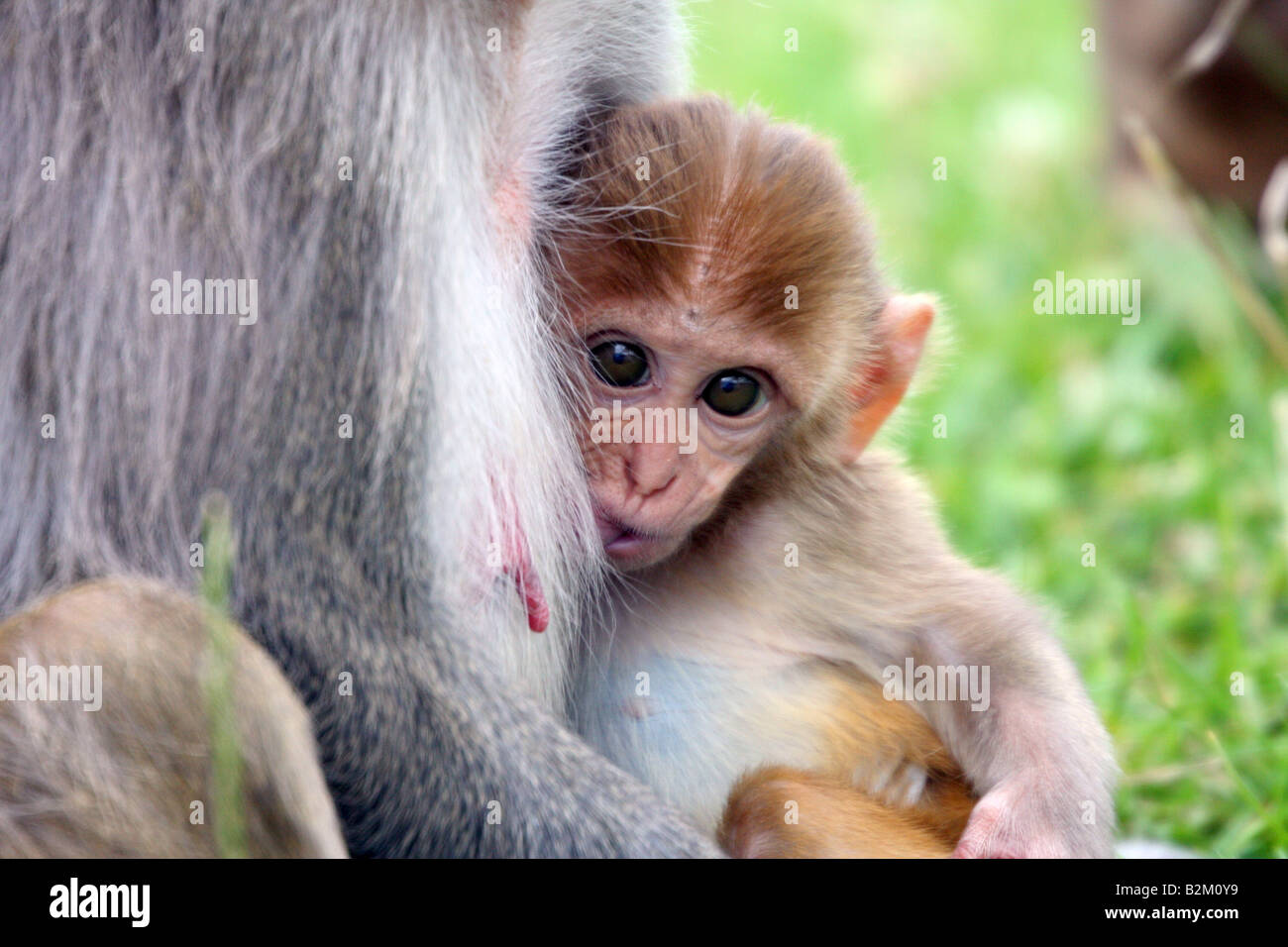 Female Rhesus Monkey with her young Stock Photo - Alamy