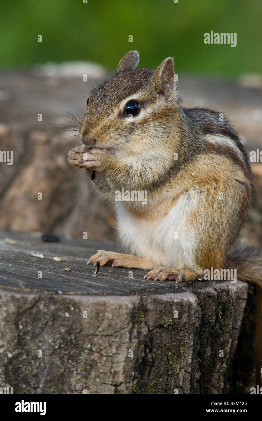Chipmunk chubby cheeks hi-res stock photography and images - Alamy