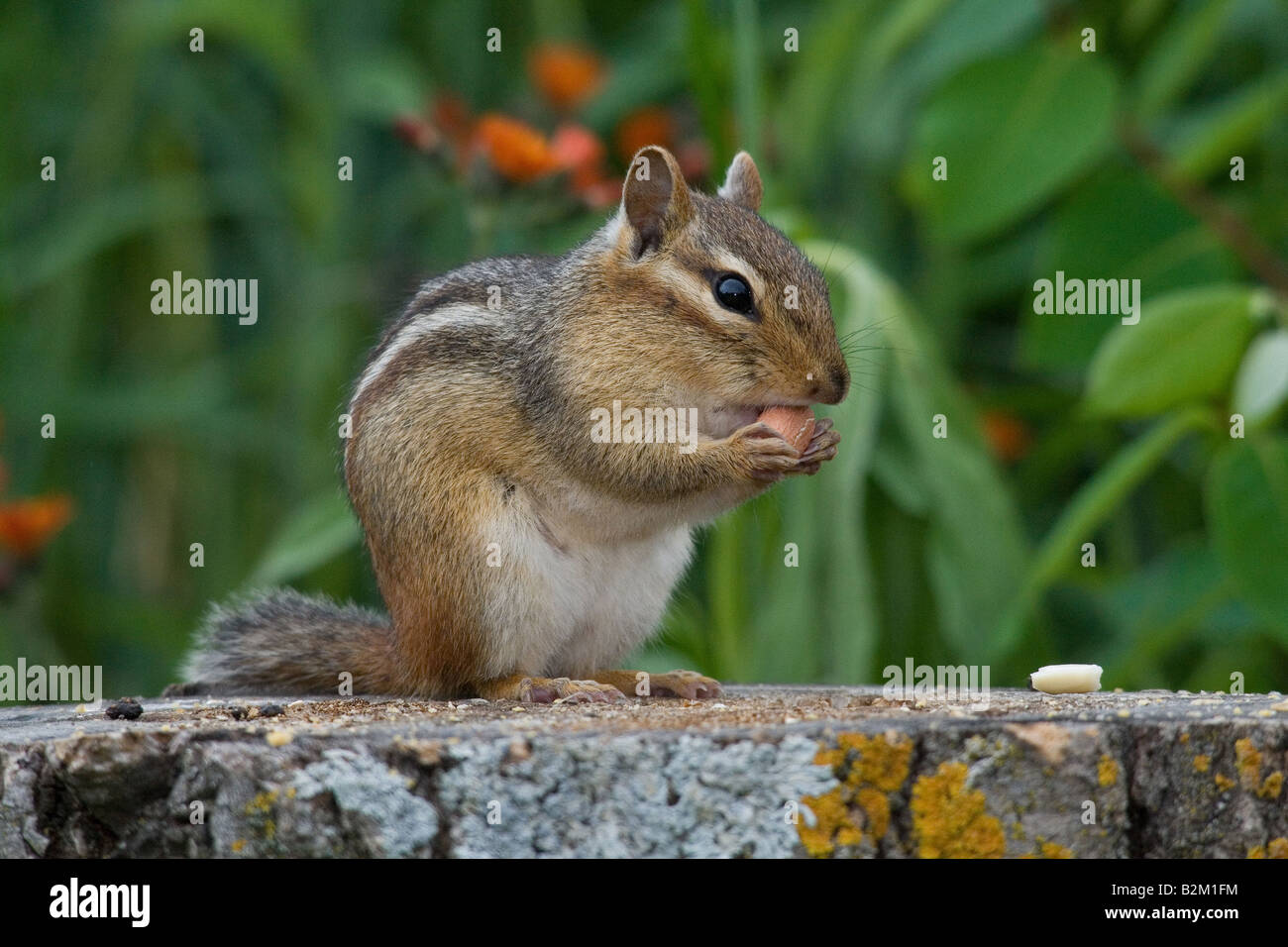Chipmunk burrow hi-res stock photography and images - Alamy