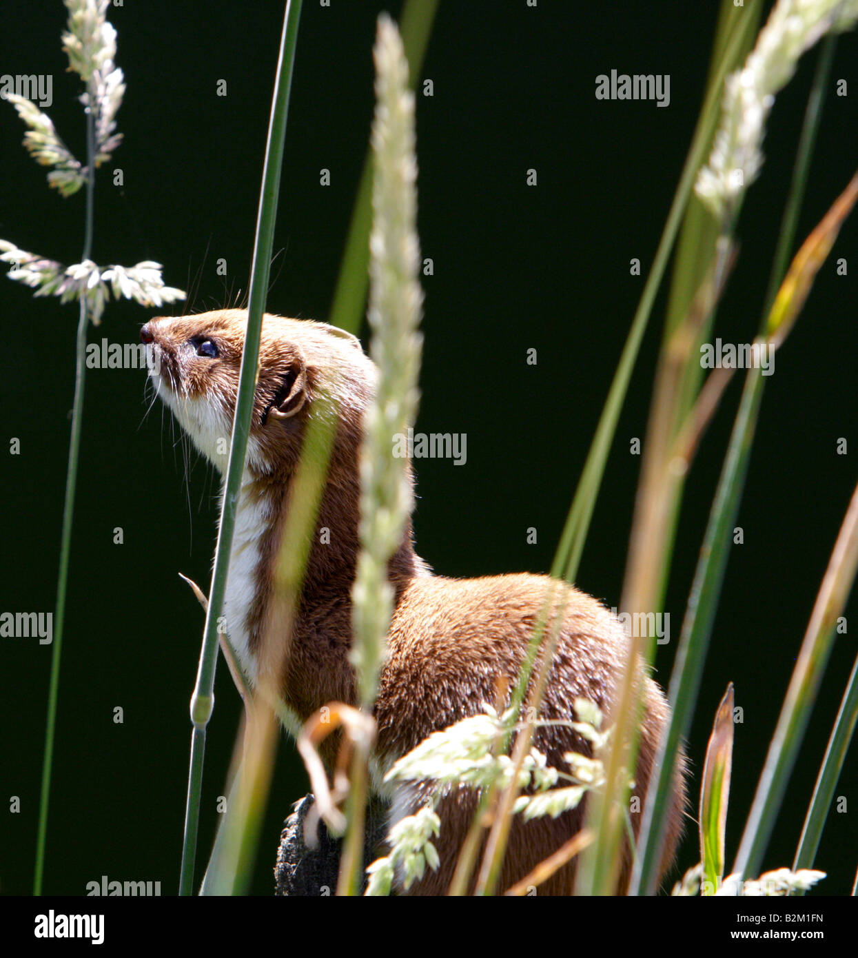 Lweasel hi-res stock photography and images - Alamy