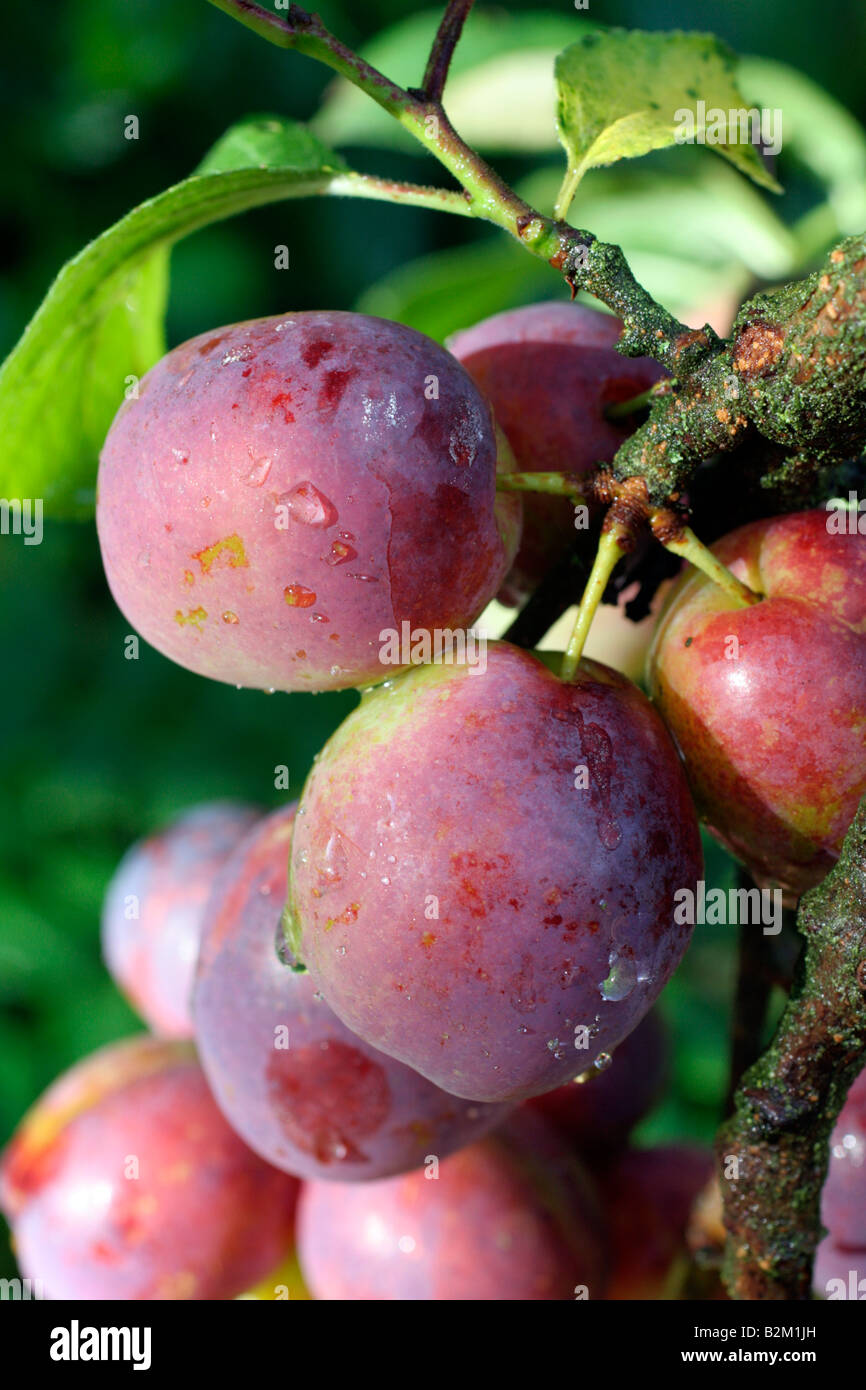 Prunus domestica the czar hi-res stock photography and images - Alamy