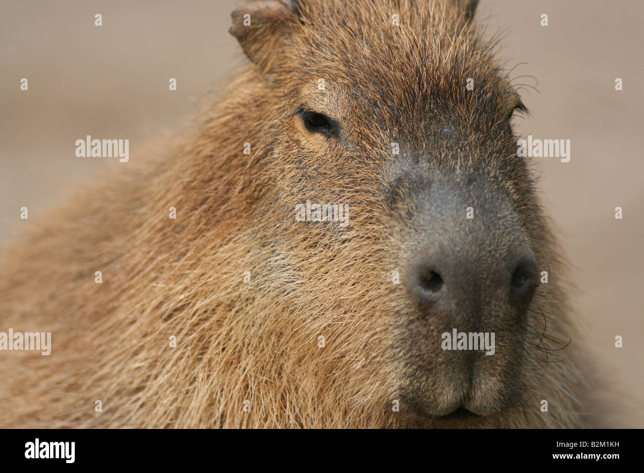 Giant capybara hi-res stock photography and images - Alamy