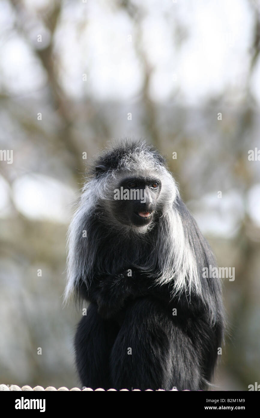 Colobus monkey polykomos polykomos hi-res stock photography and images ...