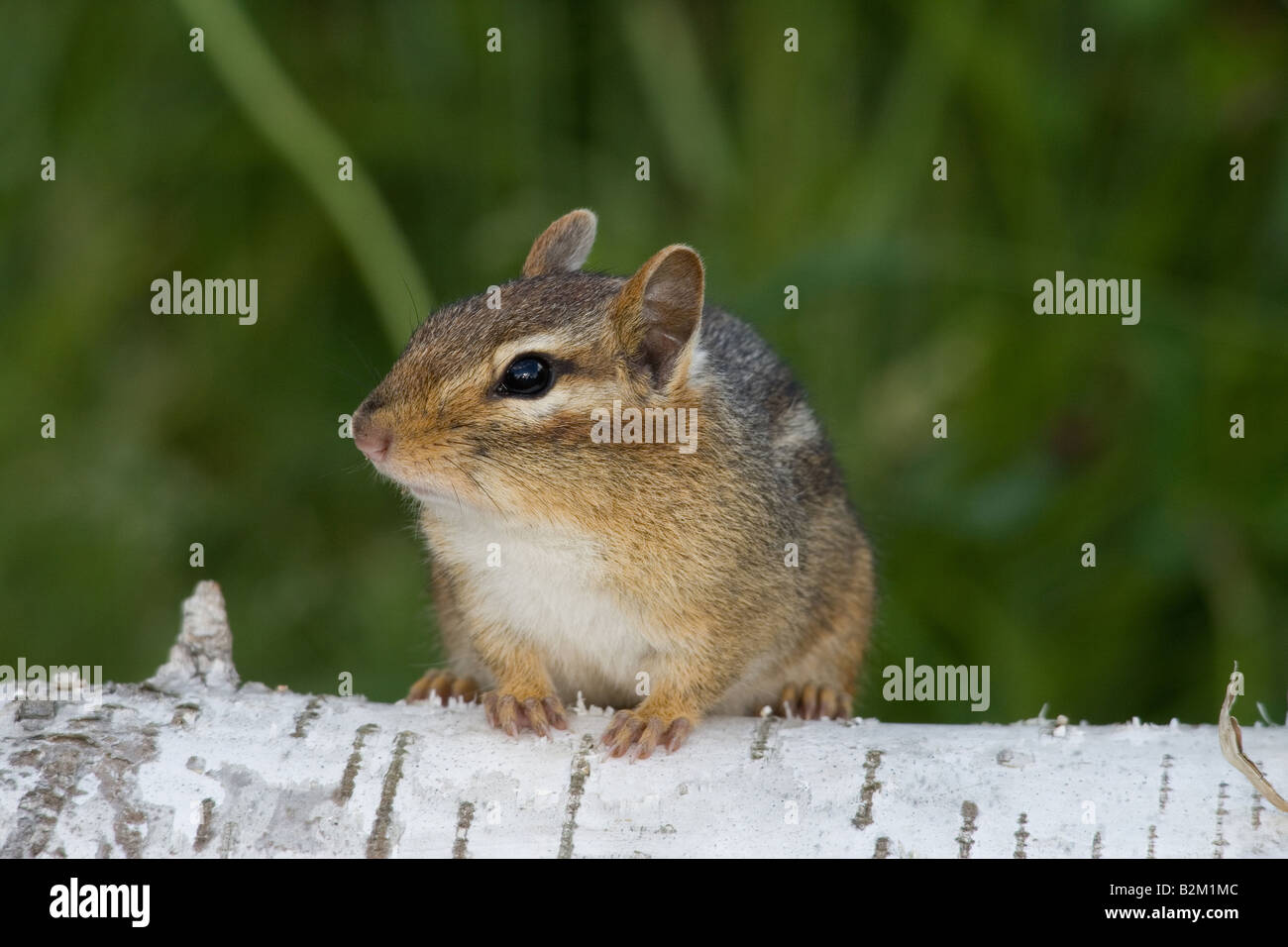Chubby cheeks chipmunk hi-res stock photography and images - Alamy