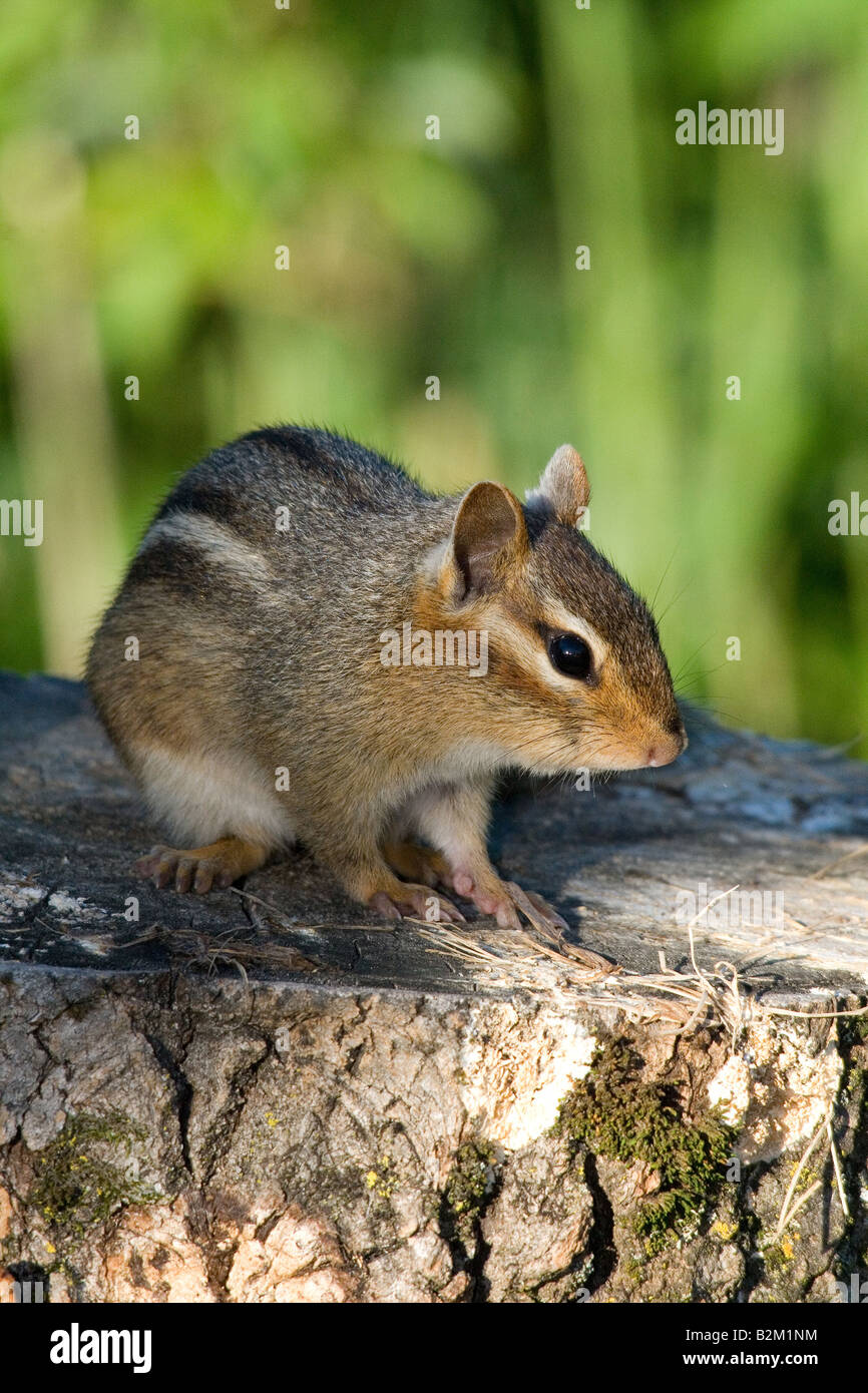 Chipmunk cheeks stuffed full hi-res stock photography and images - Alamy