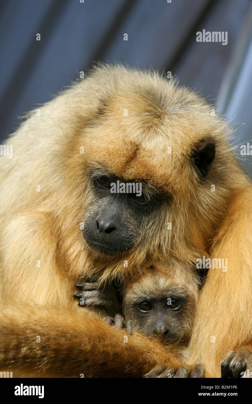 Black howler hi-res stock photography and images - Alamy