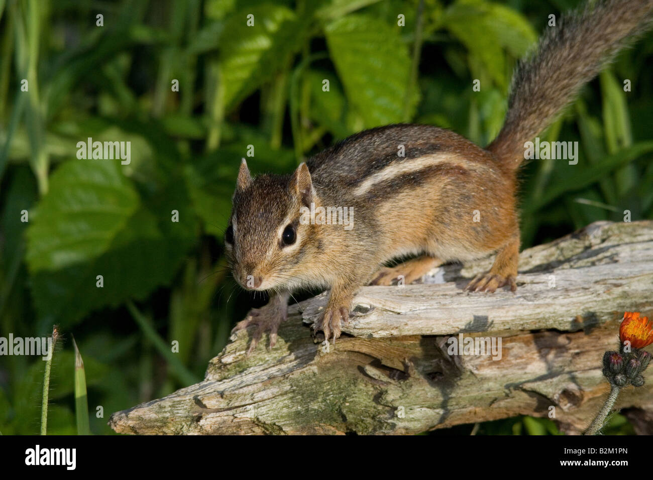 Stuffed checks hi-res stock photography and images - Alamy