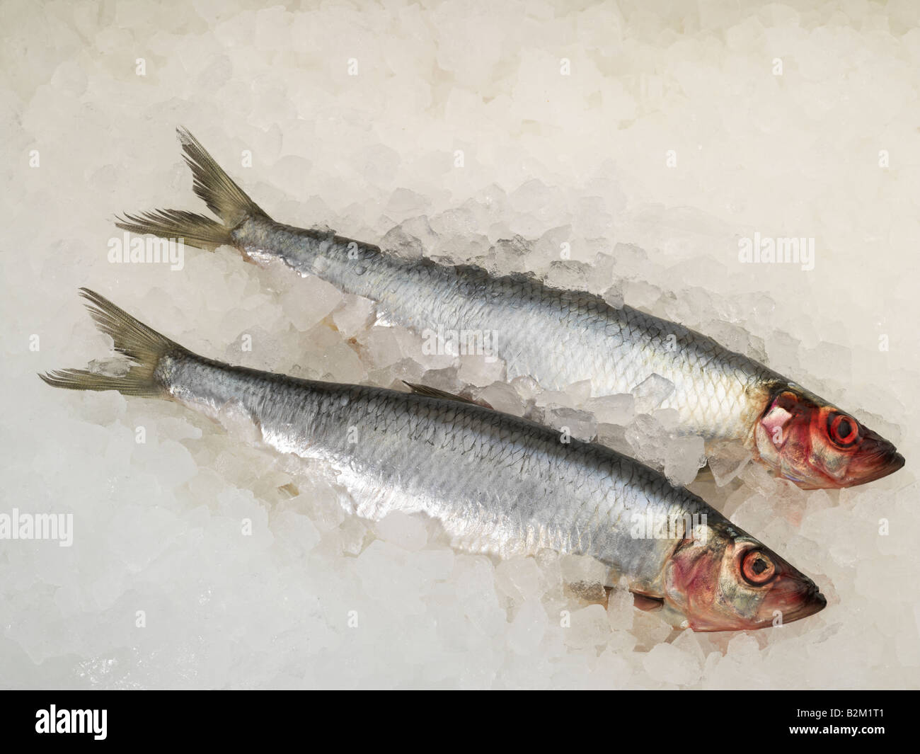 Atlantic herring hi-res stock photography and images - Alamy