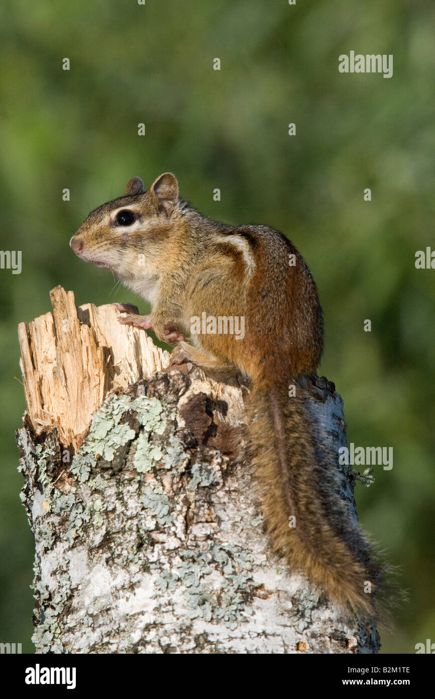 Stuffed checks hi-res stock photography and images - Alamy