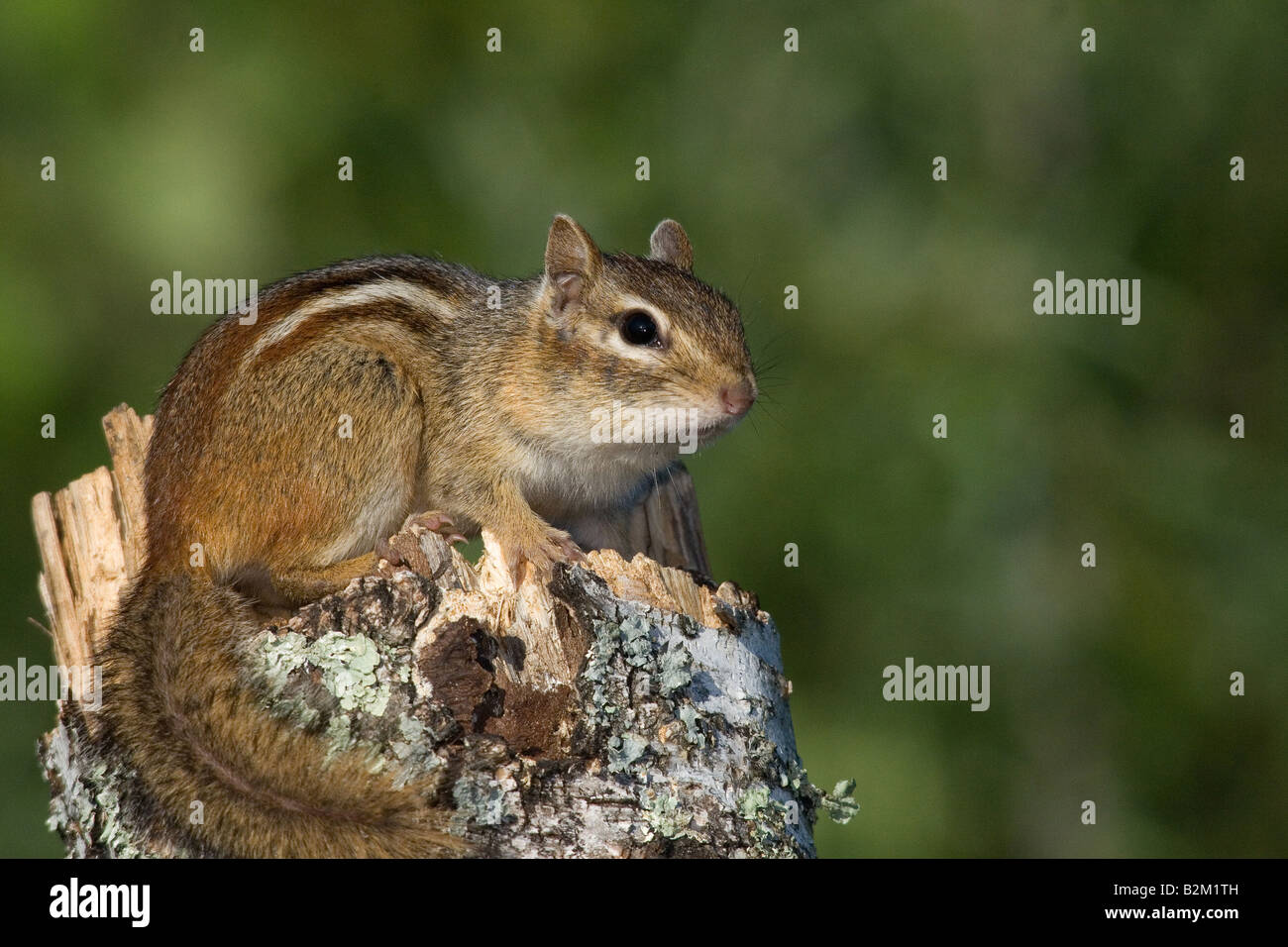 Chipmunk cheeks stuffed full hi-res stock photography and images - Alamy
