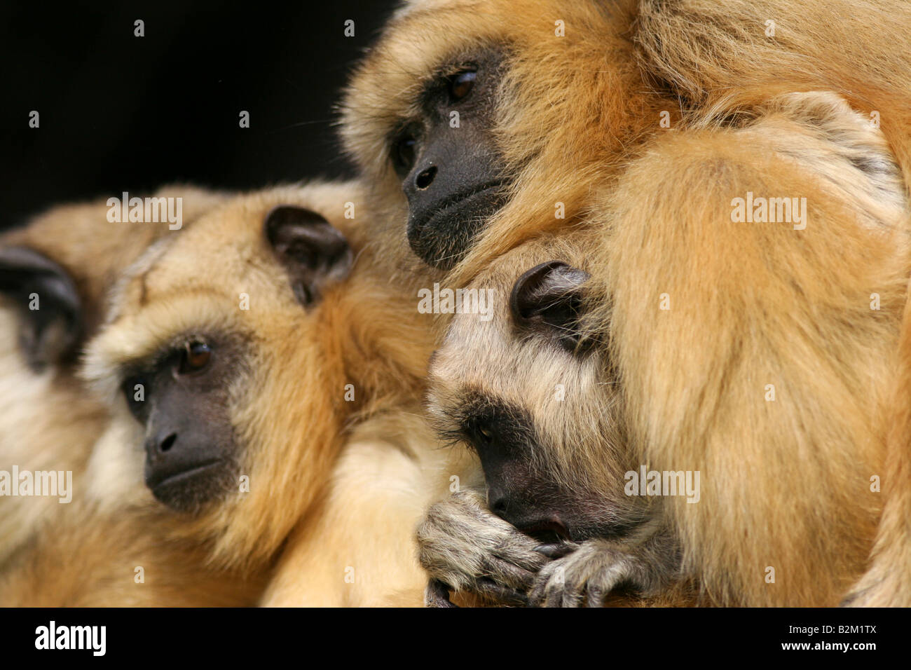 Black howler monkeys Alouatta caraya (females and youngsters Stock ...