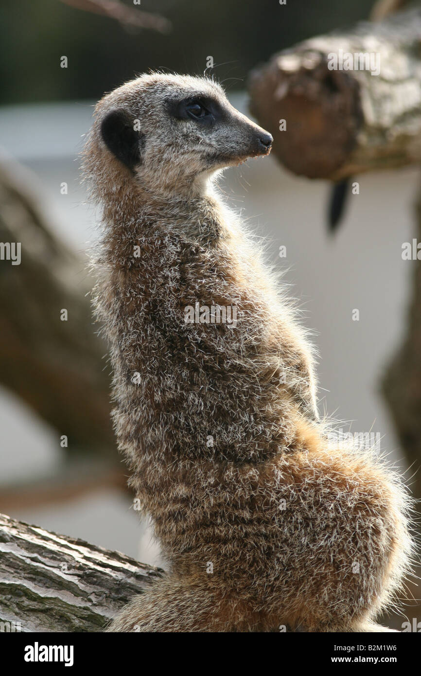 Merekat Suricata suricatta Stock Photo - Alamy
