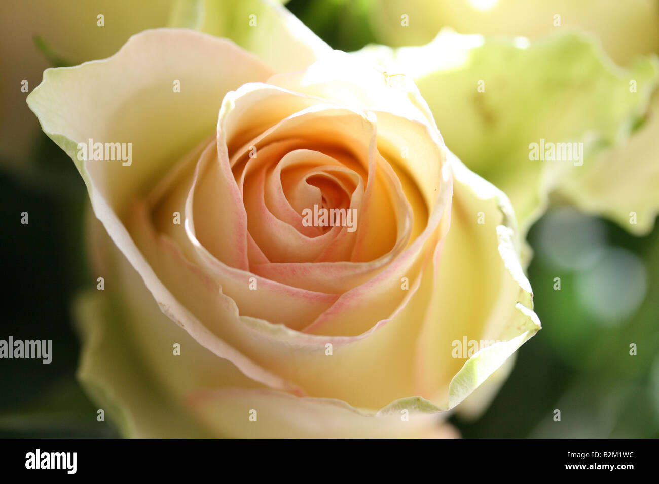 A close-up shot of a single cream rose Stock Photo - Alamy