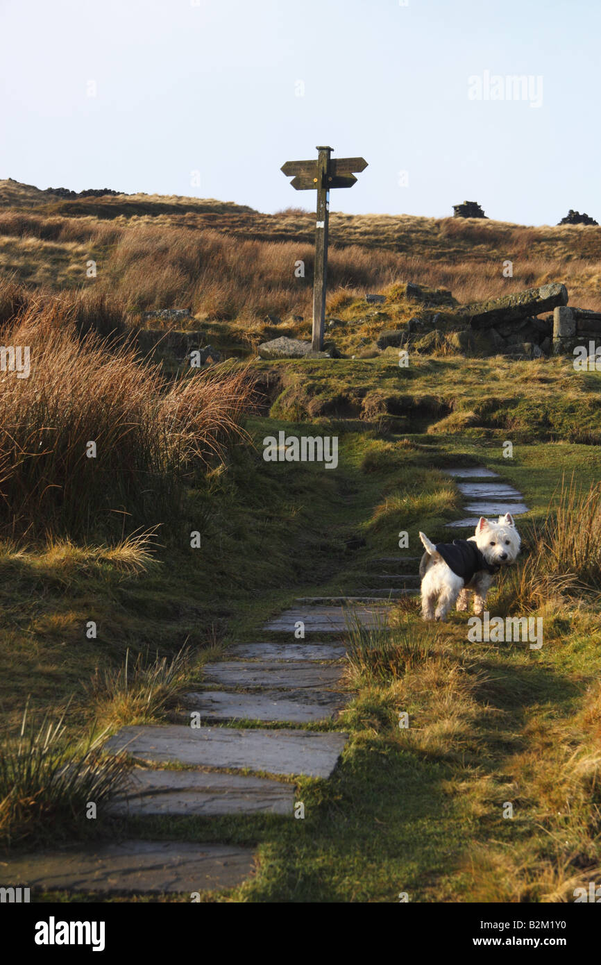 Dog on Haworth Moor Stock Photo - Alamy