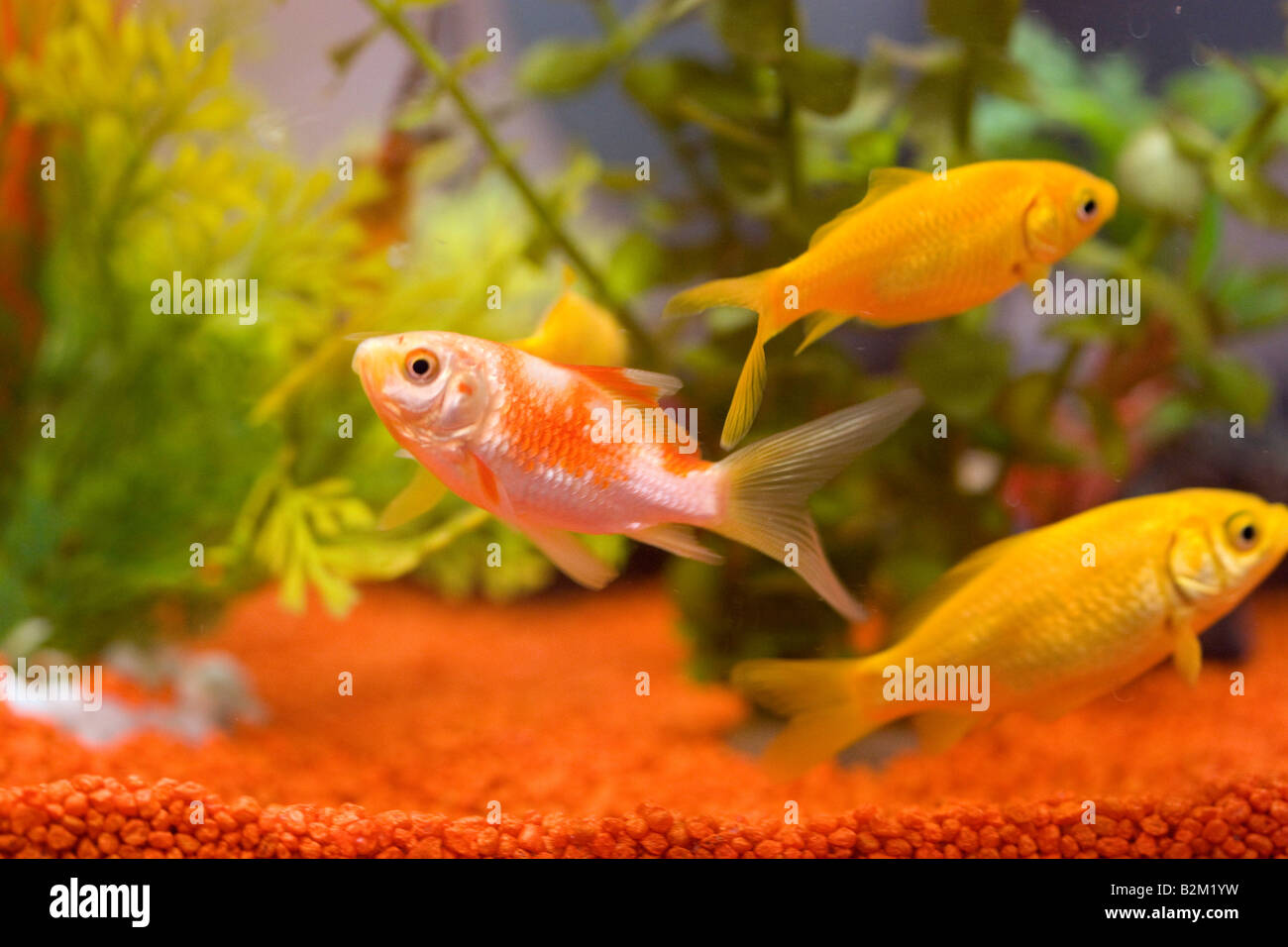 Goldfish in a freshwater aquarium Stock Photo - Alamy