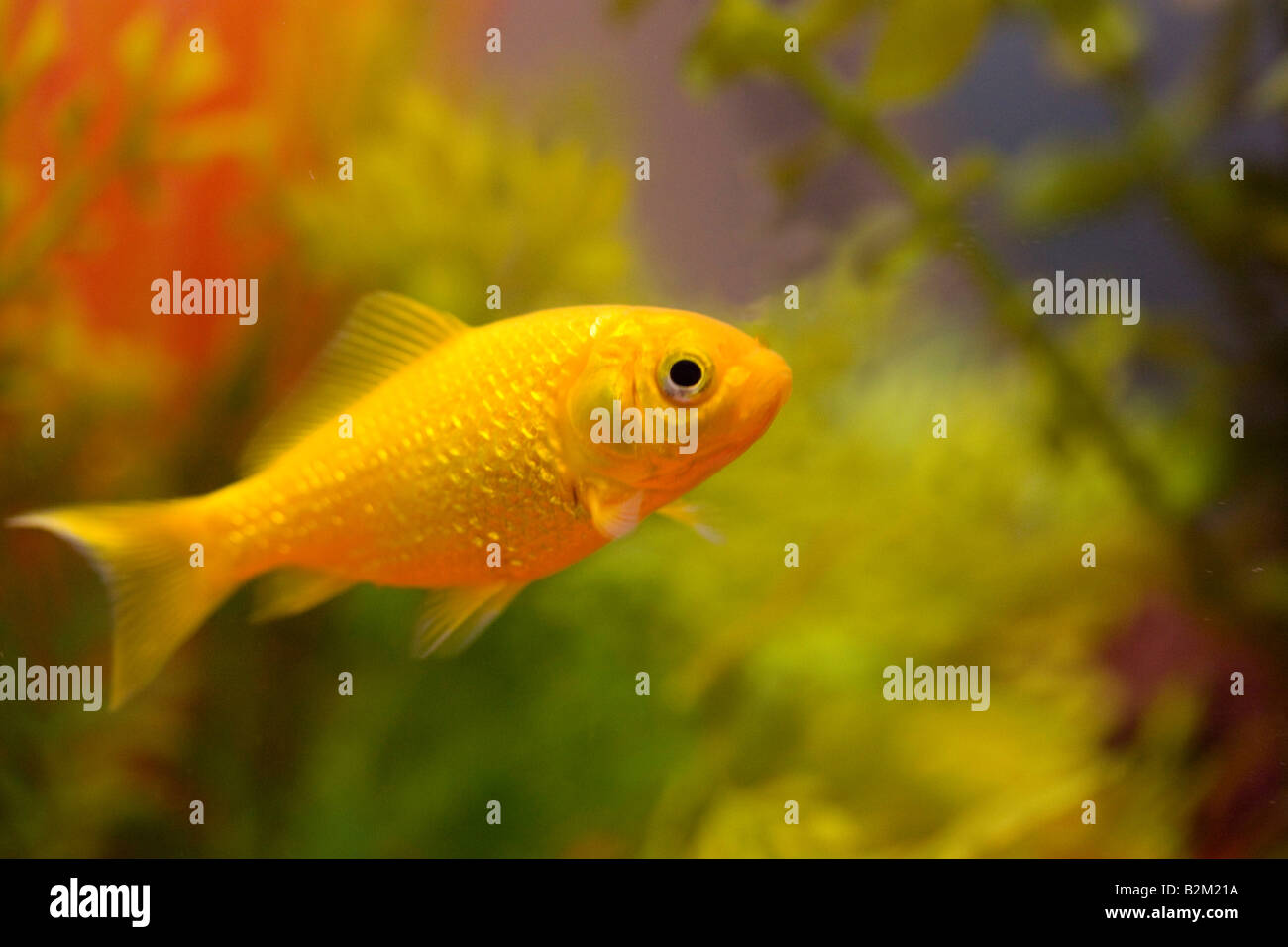 Goldfish in a freshwater aquarium Stock Photo - Alamy