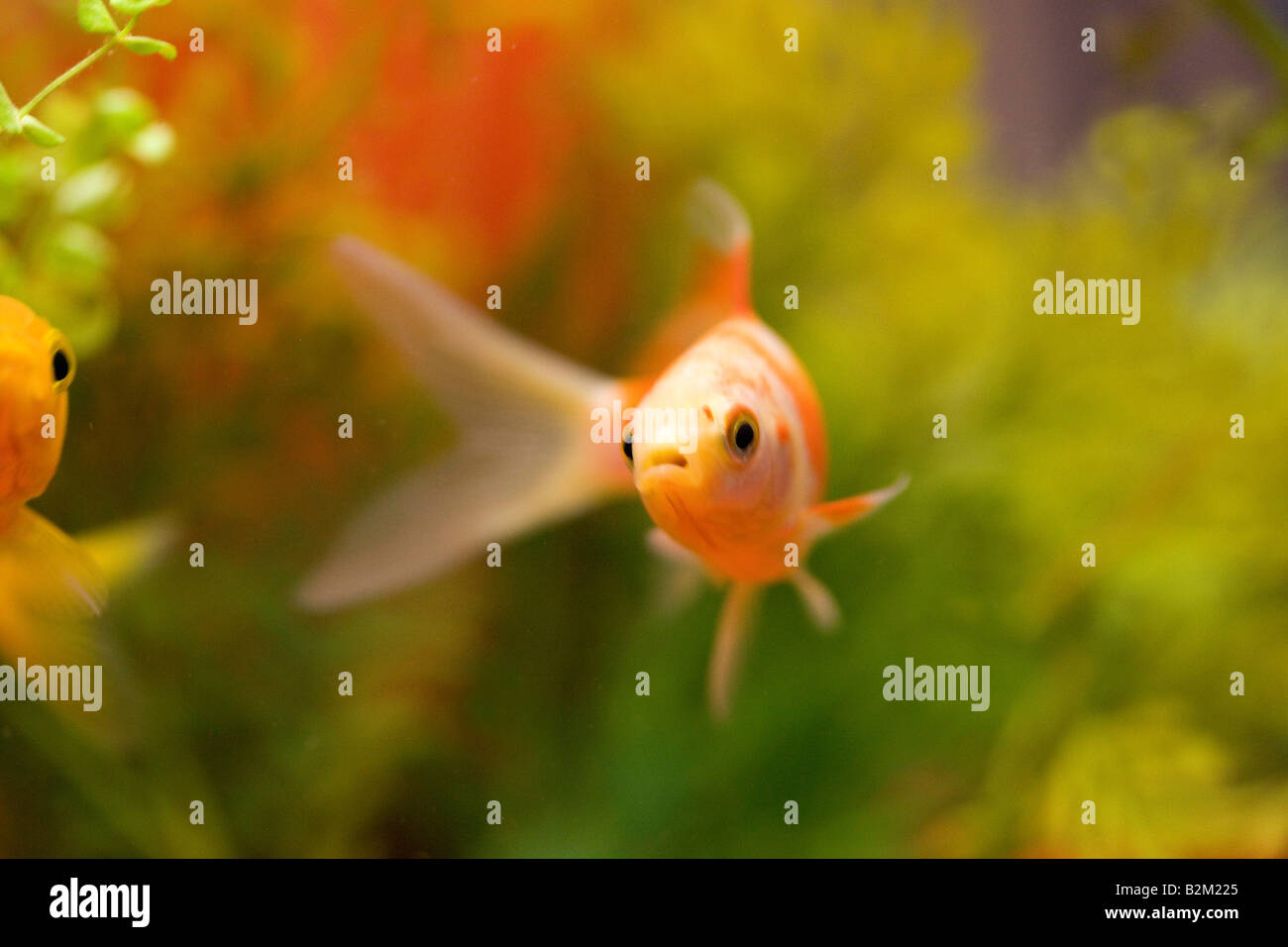 Goldfish in a freshwater aquarium Stock Photo - Alamy