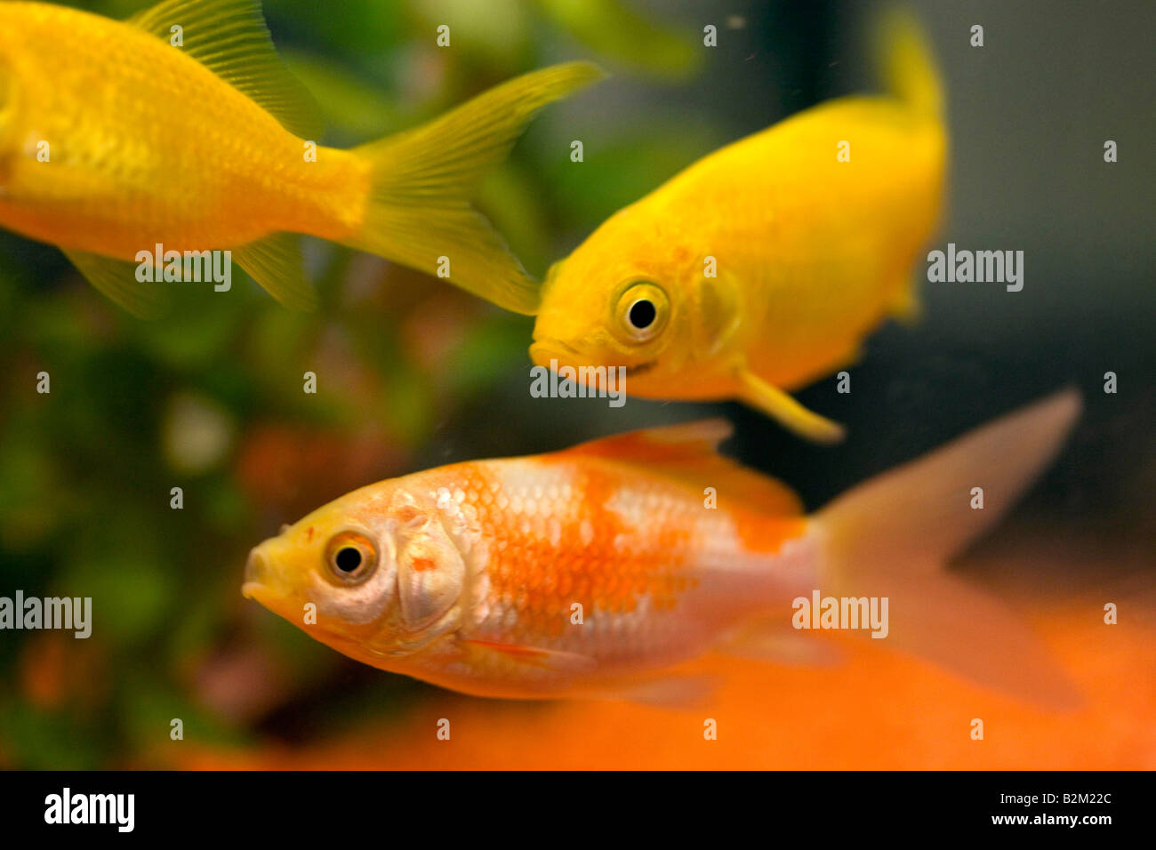Goldfish in a freshwater aquarium Stock Photo - Alamy