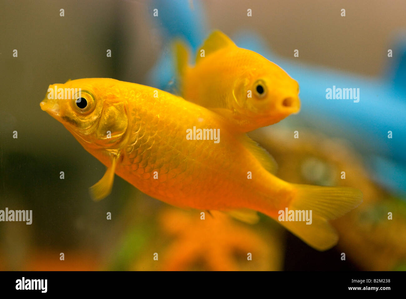 Goldfish in a freshwater aquarium Stock Photo - Alamy