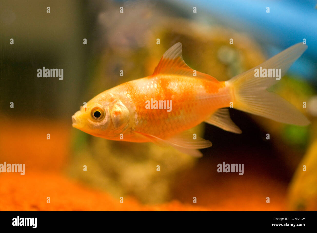 Goldfish tank hi-res stock photography and images - Alamy