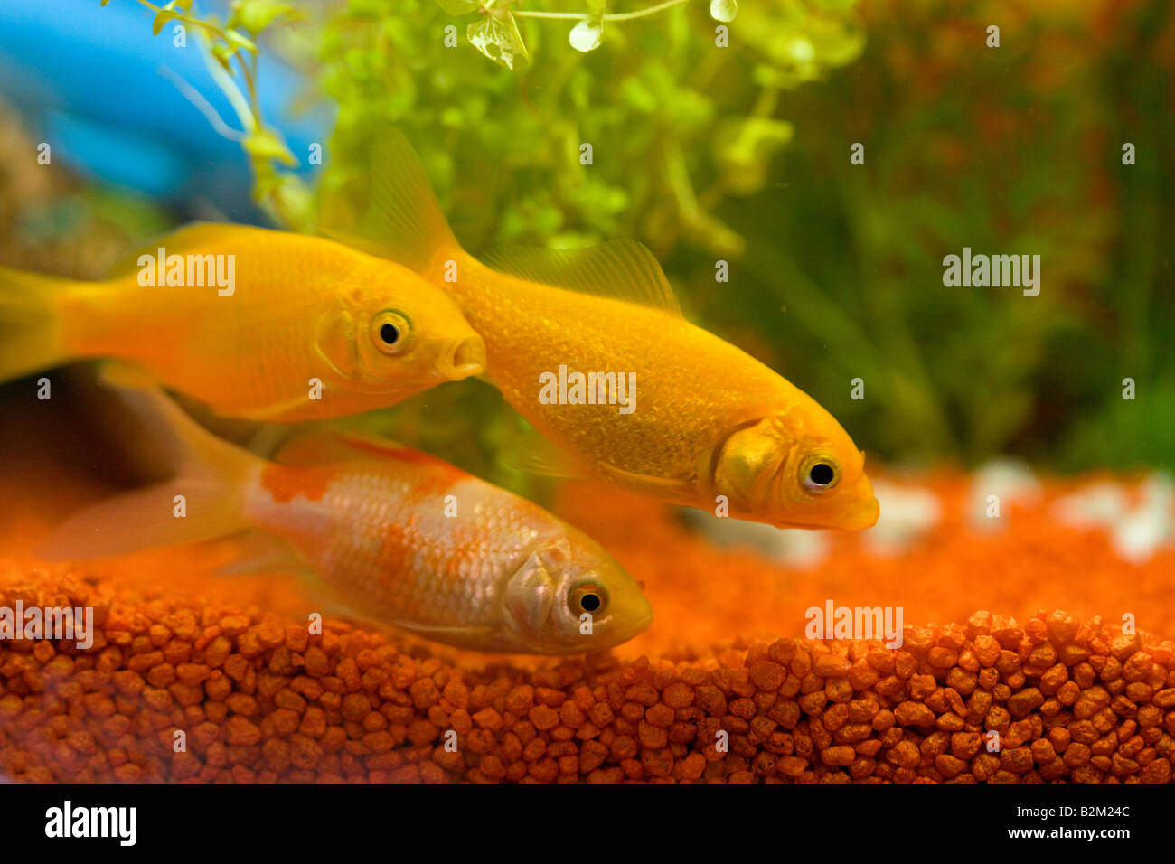 Goldfish in a freshwater aquarium Stock Photo - Alamy