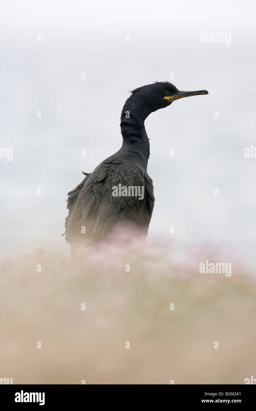 Seabird shag hi-res stock photography and images - Alamy