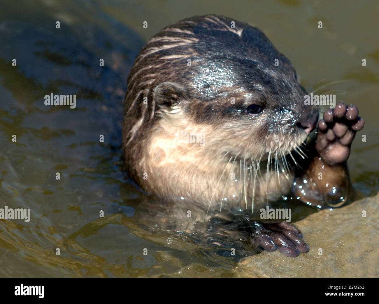 Otter paw hi-res stock photography and images - Alamy