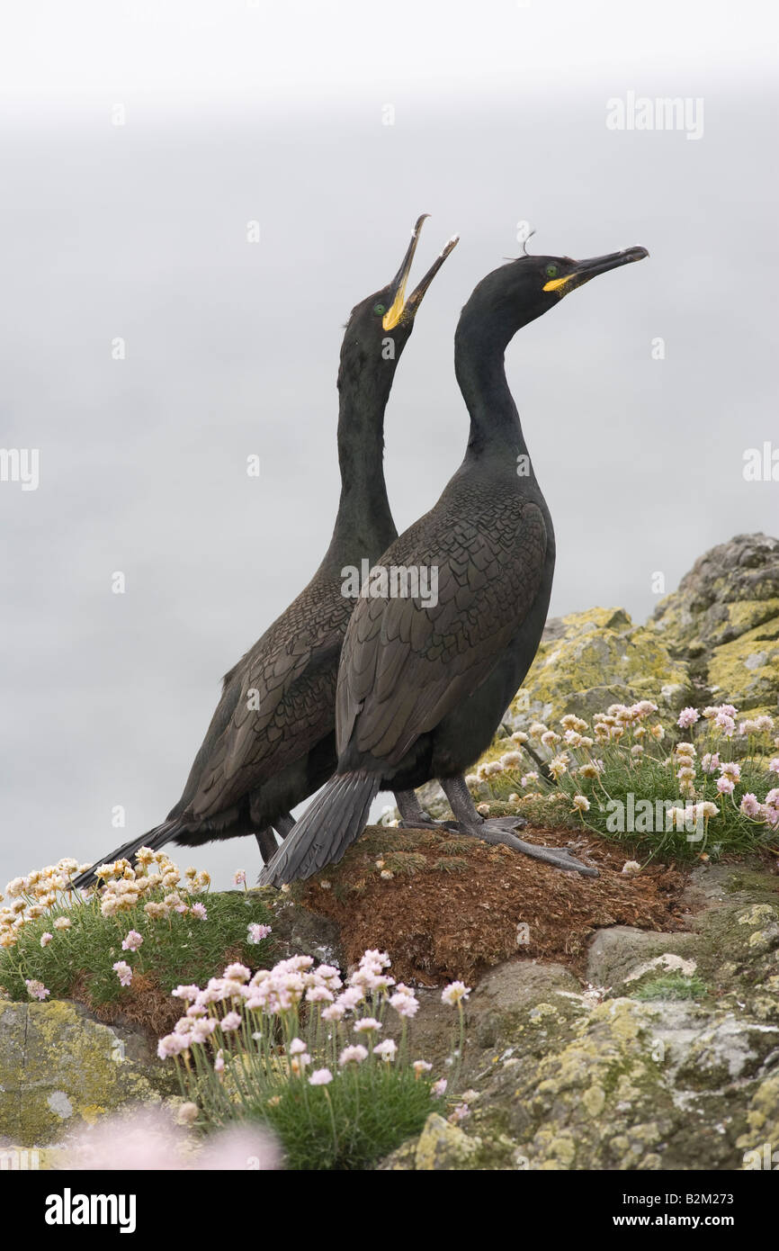 Shag scotland hi-res stock photography and images - Alamy