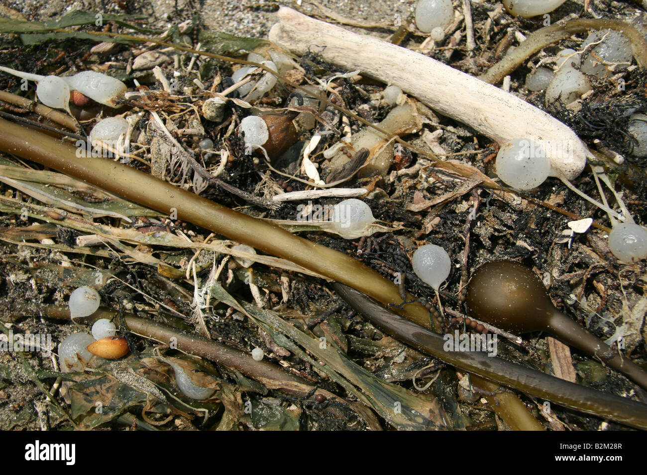 Beach wrack hi-res stock photography and images - Alamy