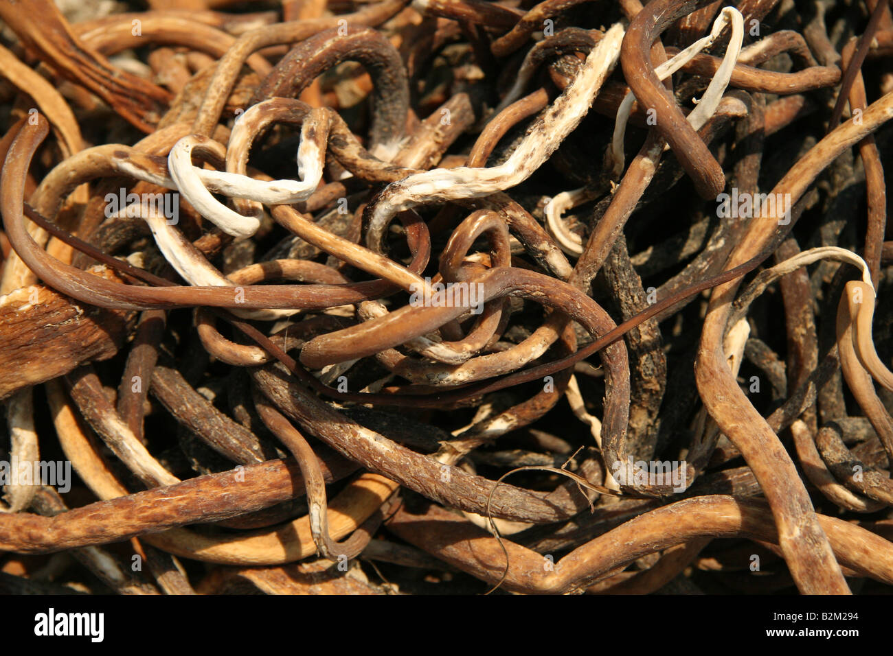 Dried bull kelp beach wrack, close-up Stock Photo - Alamy